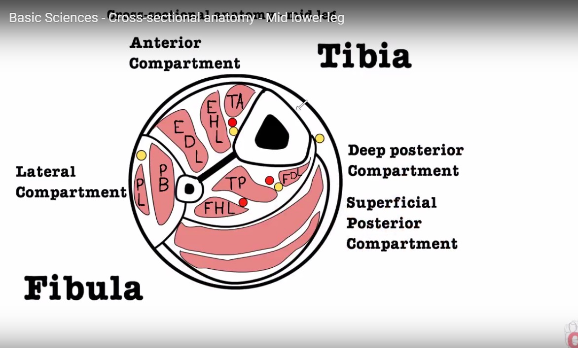 Cross Sectional Anatomy Of Middle Leg OrthopaedicPrinciples Cross Sectional Anatomy Of Middle Leg OrthopaedicPrinciples
