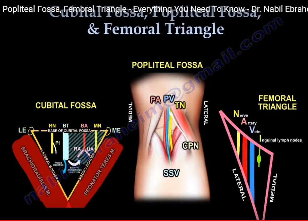 Anatomy Of Cubital Fossa Popliteal Fossa And The Femoral Triangle Anatomy Of Cubital Fossa Popliteal Fossa And The Femoral Triangle