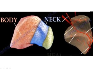 Anatomy of the Talus — OrthopaedicPrinciples.com