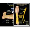 Nerves of the Lower Leg — OrthopaedicPrinciples.com