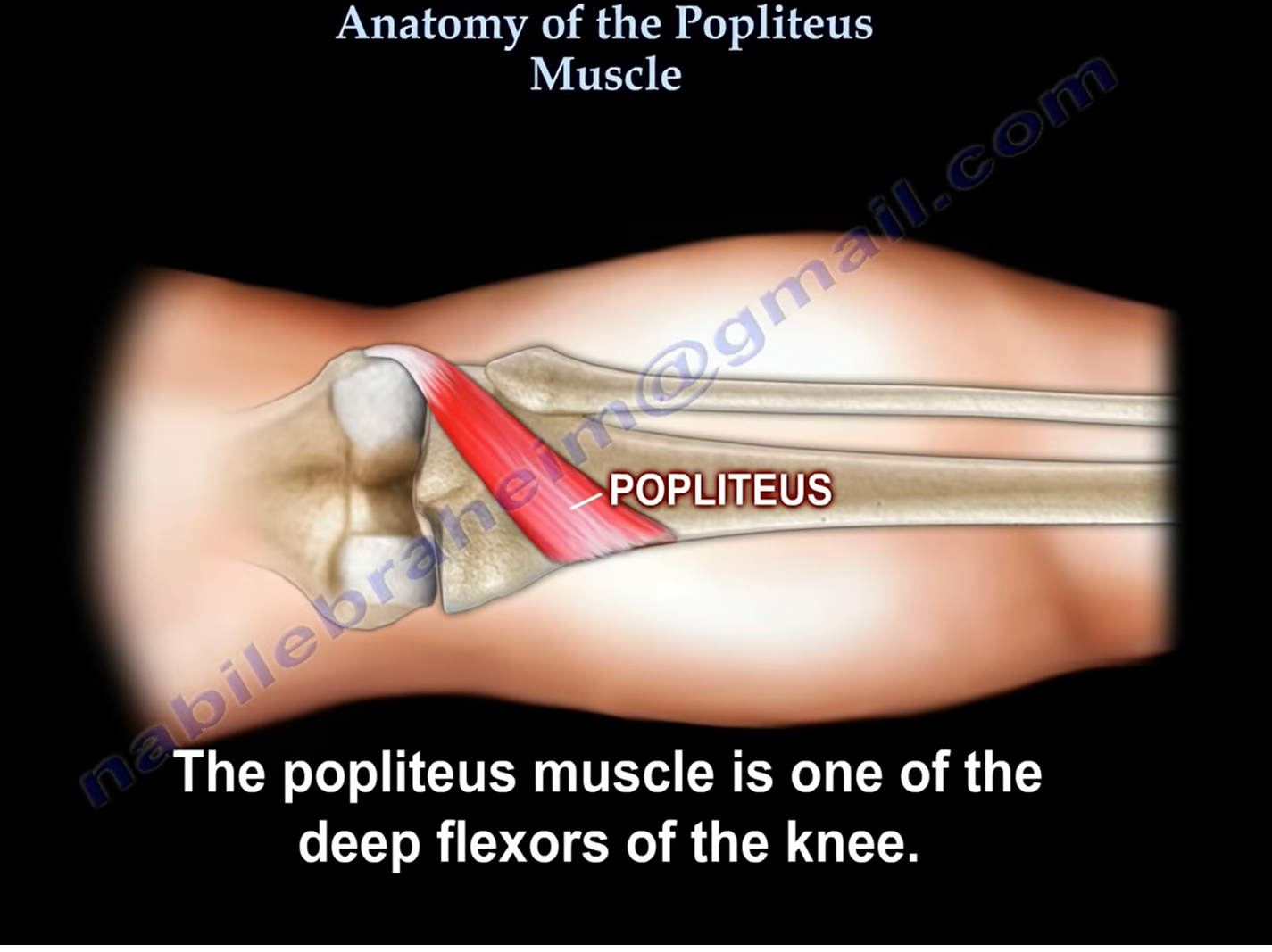 Popliteus Muscle OrthopaedicPrinciples Popliteus Muscle OrthopaedicPrinciples
