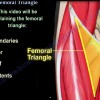 Anatomy of the Femoral Triangle — OrthopaedicPrinciples.com