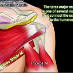 Anatomy Of The Teres Major Muscle — OrthopaedicPrinciples.com