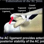 Acromioclavicular Joint Injuries — OrthopaedicPrinciples.com