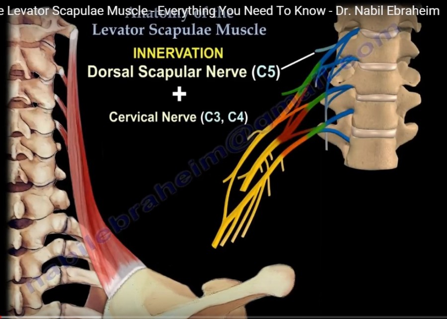 Anatomy of Levator Scapulae — OrthopaedicPrinciples.com