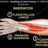 Pronator Teres Syndrome — OrthopaedicPrinciples.com