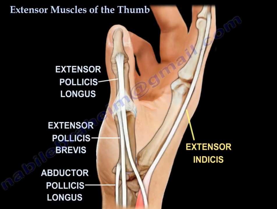 Extensor Muscles Of thumb OrthopaedicPrinciples
