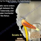 Anatomy of the Supinator — OrthopaedicPrinciples.com