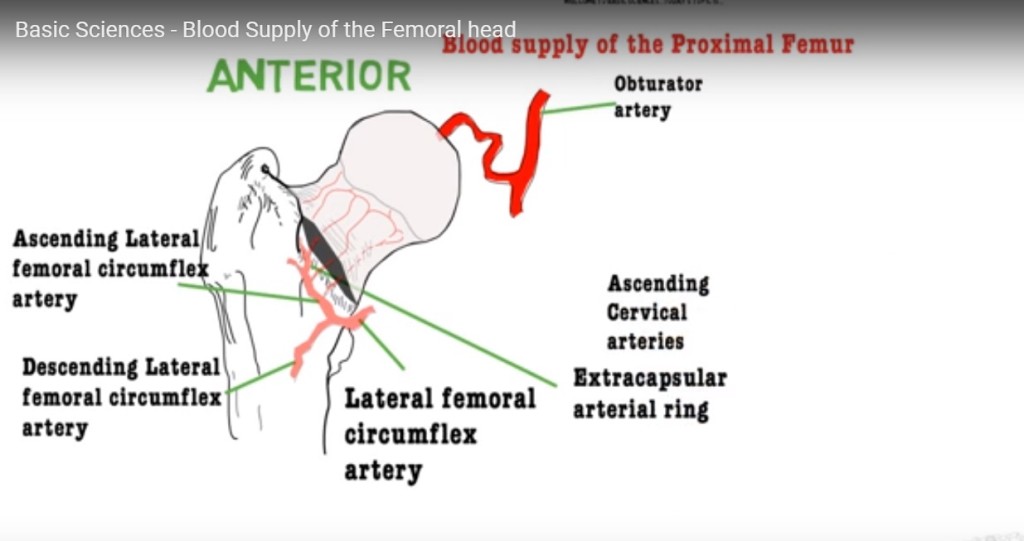 Femoral Head Blood Supply, and Avascular Necrosis ...