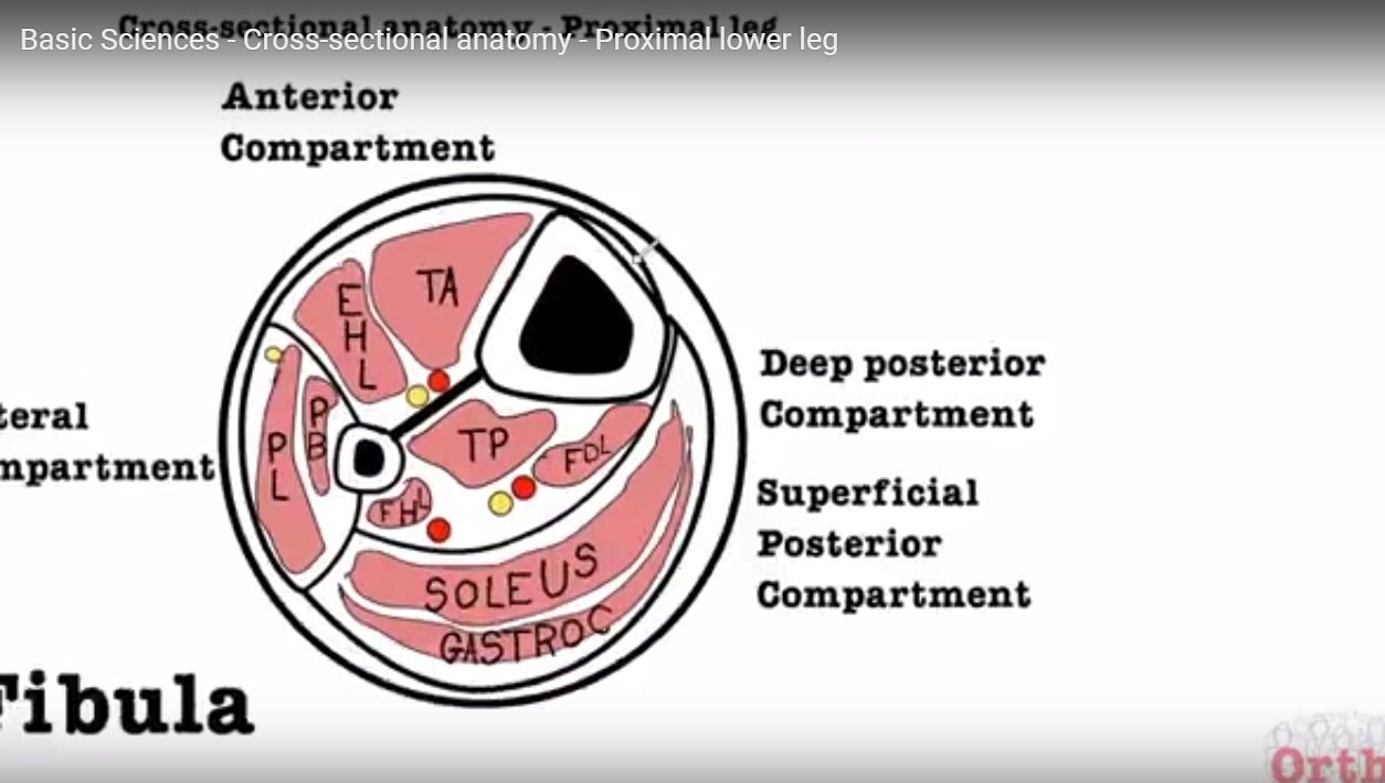 Cross Sectional Anatomy Of Proximal Third Of Leg Cross Sectional Anatomy Of Proximal Third Of Leg