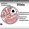 Cross sectional anatomy of distal lower leg — OrthopaedicPrinciples.com