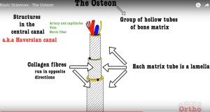 How does the Osteon look like — OrthopaedicPrinciples.com