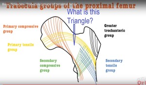 Trabeculae groups of Proximal Femur — OrthopaedicPrinciples.com
