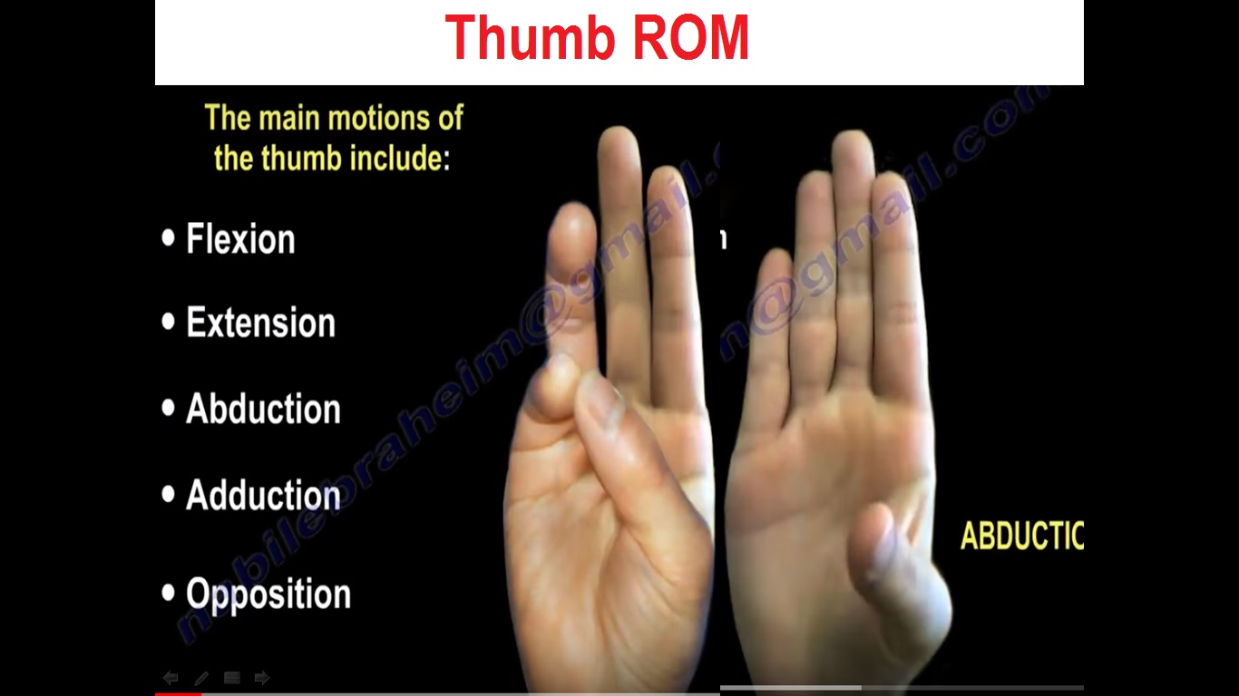 Movements Of The Thumb OrthopaedicPrinciples