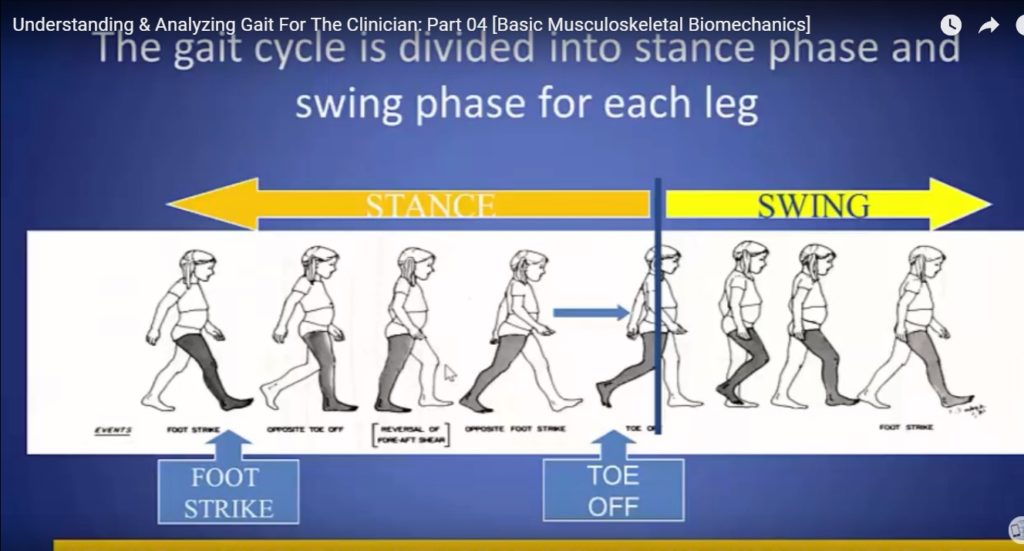 Understanding and Analyzing Gait For The Clinician ...