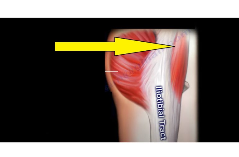 Anatomy Of The Tensor Fascia Lata Muscle — OrthopaedicPrinciples.com