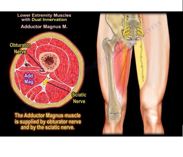 Muscles With Dual Innervation OrthopaedicPrinciples muscles-with-dual-innervation-orthopaedicprinciples