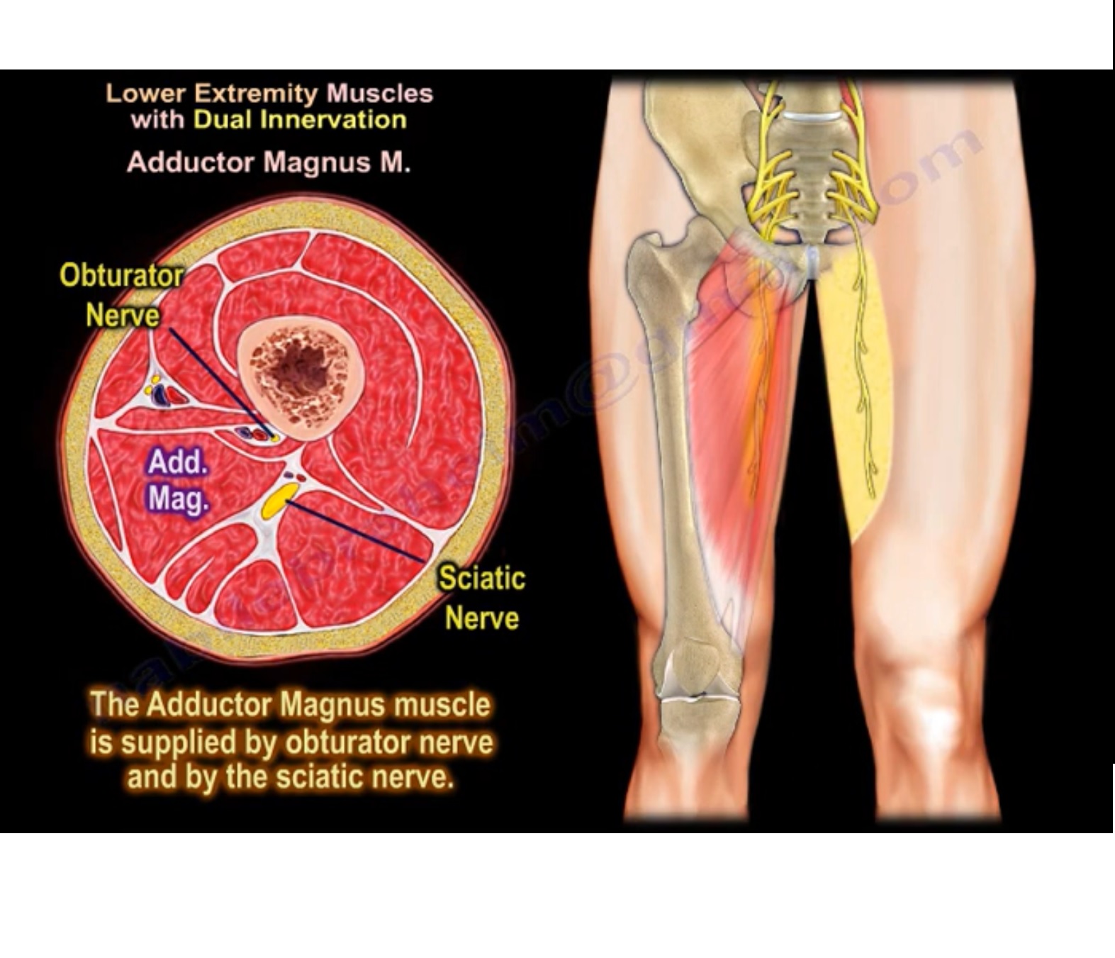 Muscles With Dual Innervation OrthopaedicPrinciples Muscles With Dual Innervation OrthopaedicPrinciples