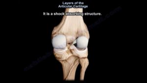 Layers and Composition of Cartilage — OrthopaedicPrinciples.com