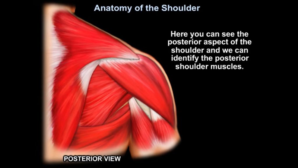 Anatomy Of The Shoulder — OrthopaedicPrinciples.com